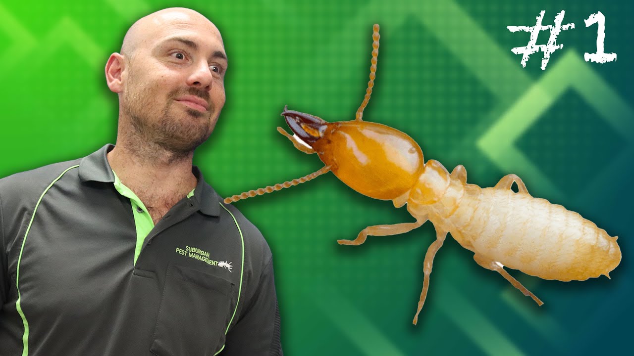 1 - Everything you need to know about Termites - Introduction