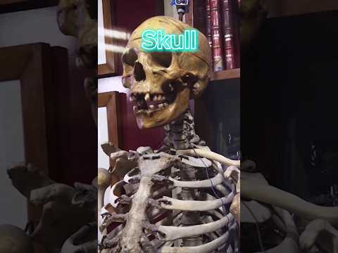 SKULL | MEDICAL DEFINITION VOCABULARY TERMINOLOGY
