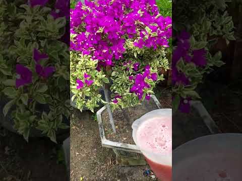 The great thing about watering bougainvillea #shorts
