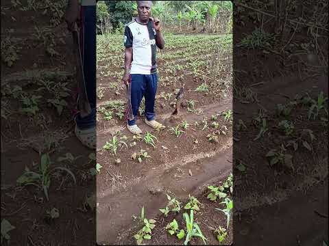 Watch why contour ploughing is the best Sustainable farming system in curbing soil erosion.