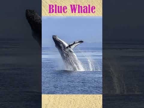 Animals That Start with B #shorts