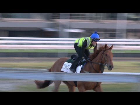 Training Visa - Horses for Courses!
