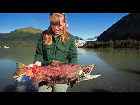 How are Alaska's Salmon connected to the Tongass National Forest?
