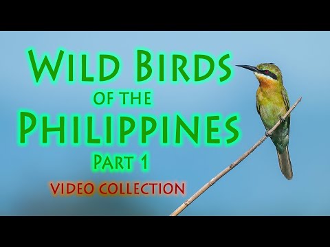Wild Birds of the Philippines pt. 1 (Lowland)
