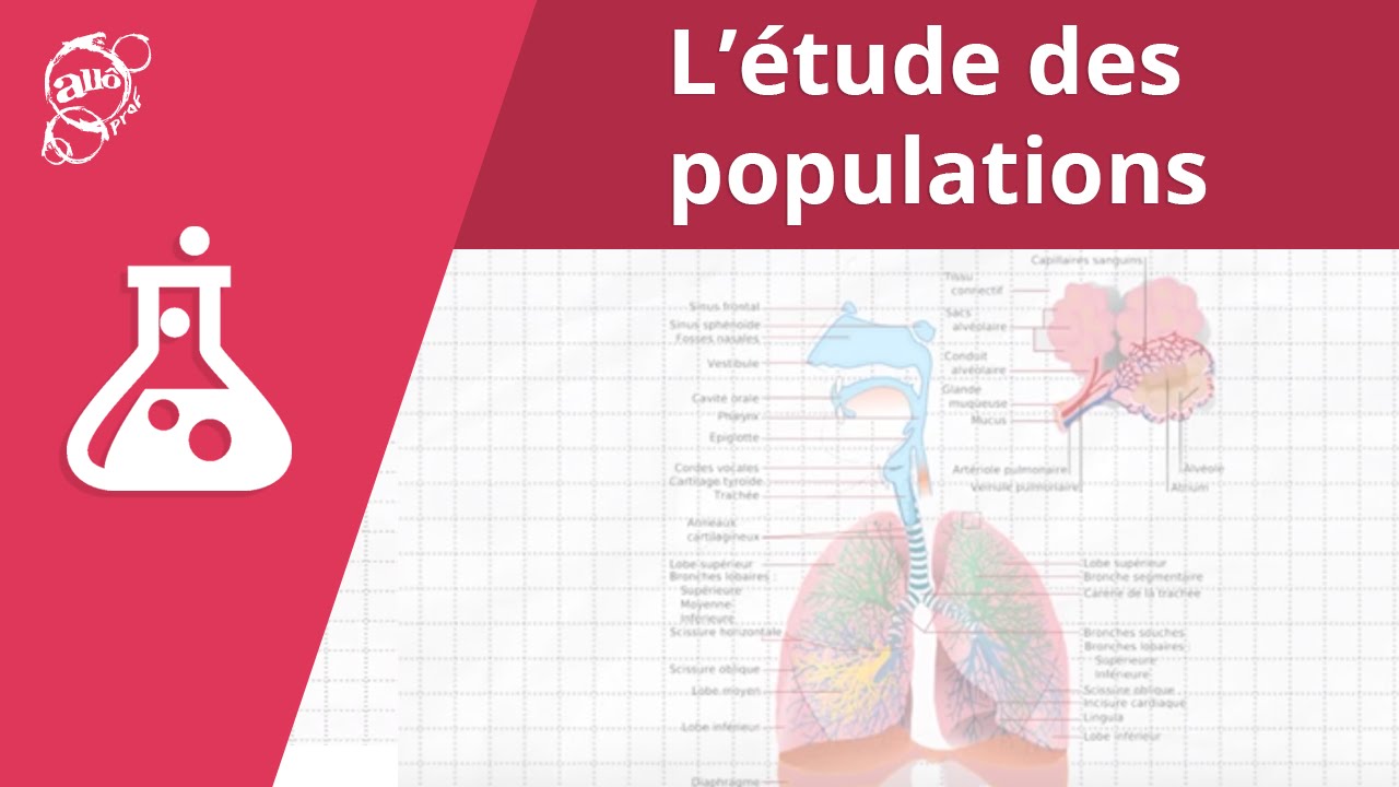 La taille et la distribution d'une population | Alloprof