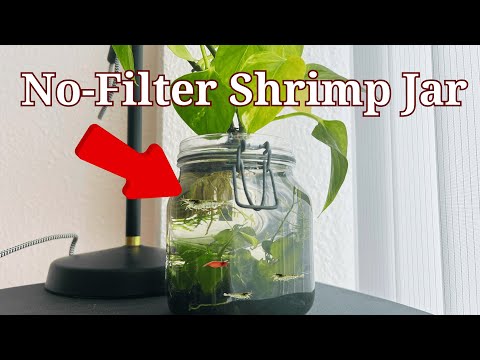 How to make an Easy DIY Shrimp Jar | Low-Tech Nano Setup