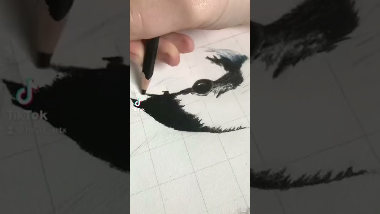 Blue jay drawing