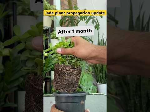 After 1 month Jade plant propagation update #gardeningwithnanav #jadeplant #plants
