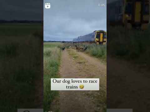 Dogs love race a train #memes #shorts