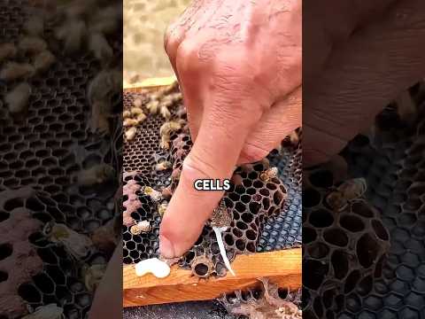 Why Beekeepers Squash Their Own Bees 😳