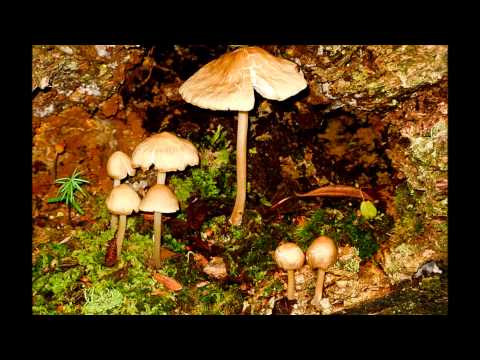 Hogsback - Tolkien’s Middle Earth in the Amathole Mountains of South Africa