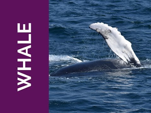 WHALE Meaning: Equanimity, Cycles, and Protection (Spirit Animal, Power Animal, and Totem Series)