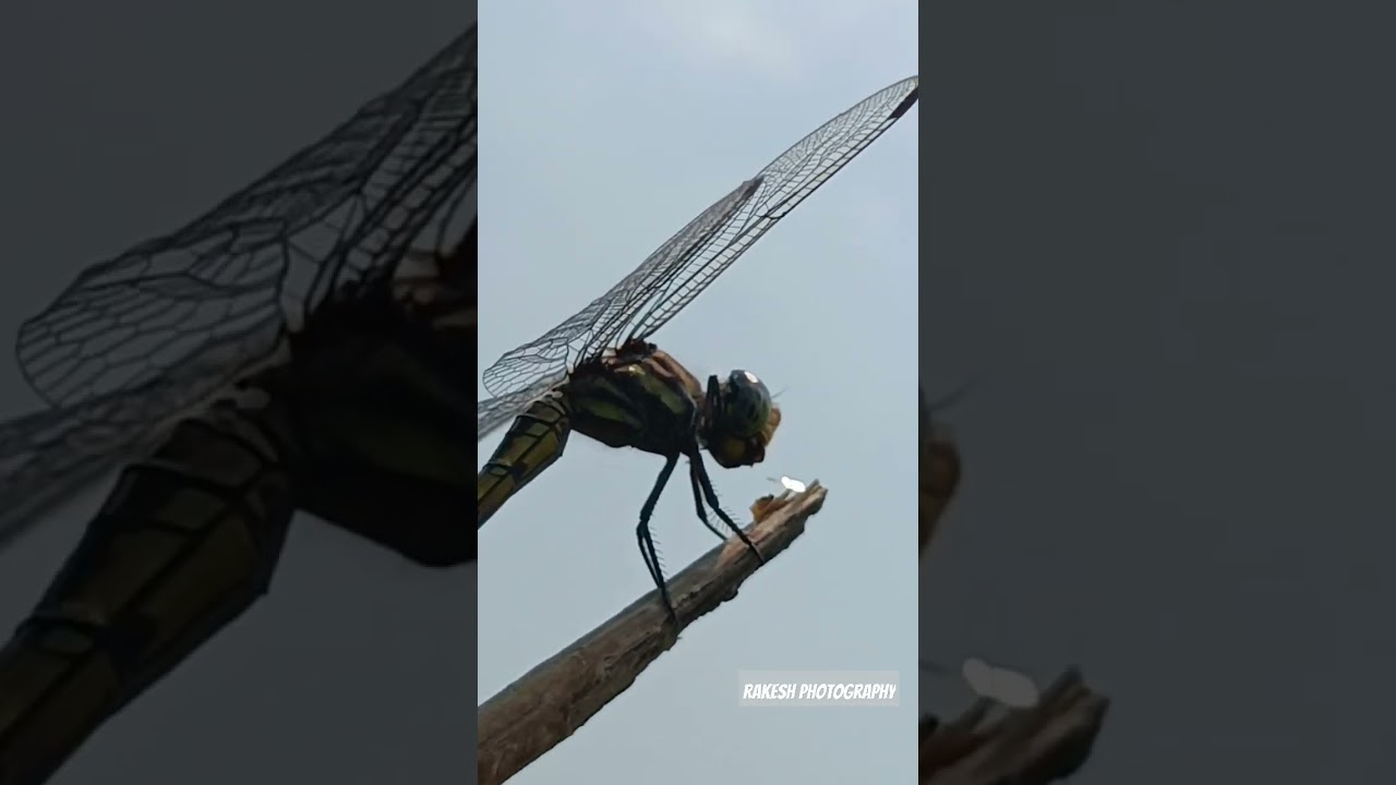 Dragonfly with feed.#macro #nature #wildlife #dragonfly #natgeo #shortvideo #macrophotography