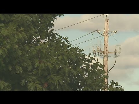Pruning is the key to prevent trees from falling in high winds