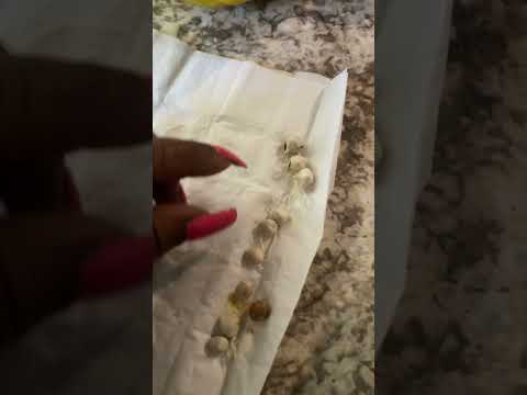 Germinating Moringa Seeds | Paper Towel Method #shorts ????