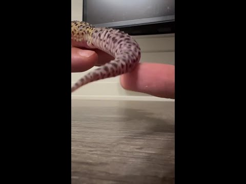 Tail drops in leopard geckos are rare, but here’s a tip to keep in mind just in case it ever happens