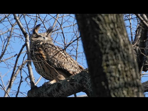 Flaco the Owl was exposed to rat poison prior to death