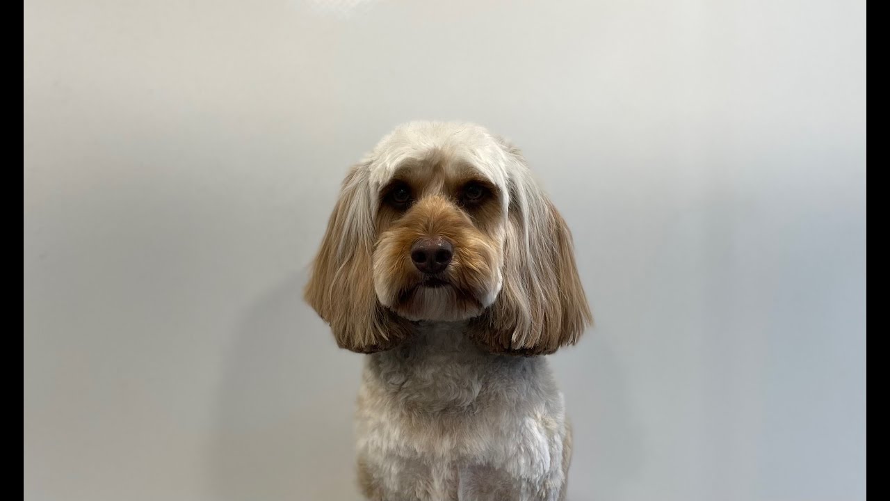 How to groom a Cockapoo head | Dog Grooming