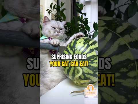 Surprising foods that your cat can actually eat! #cat #catfood #catshorts #catlife #catvideos