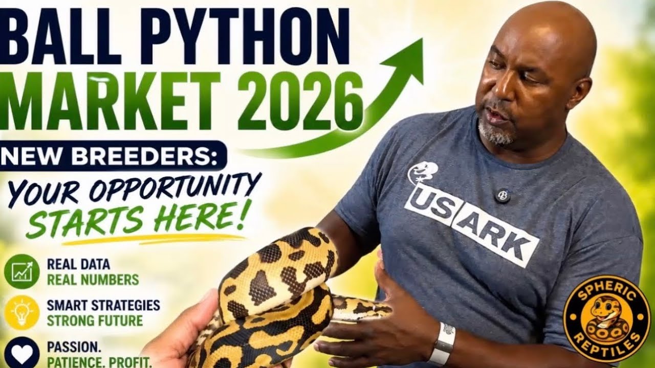     Ball Python Market 2026: Is The Reptile Industry Crashing? (Real MorphMarket Data)