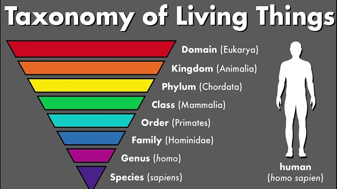 Human Biocultural & Social Evolution Unlocking of terms