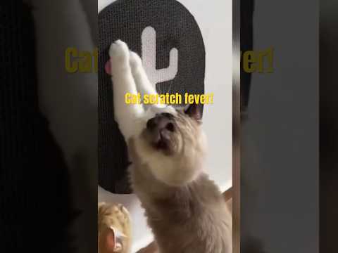 Cat scratch fever #shorts #youtubeshorts #cat #catbehavior #fyp