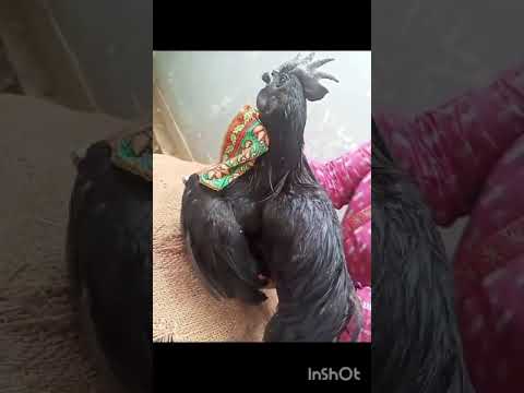 Ayam cemani my king👑 / "cleaning comb n wallets ,Allah ka sukhar,!#ayamcemani #cleaningvlog