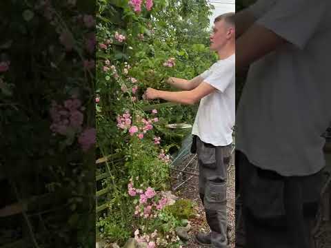 Tie-in & Prune Your Rambling Roses๐น