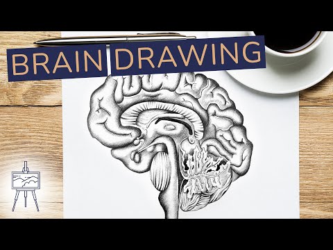 🧠 Learn How to Draw a Realistic Brain