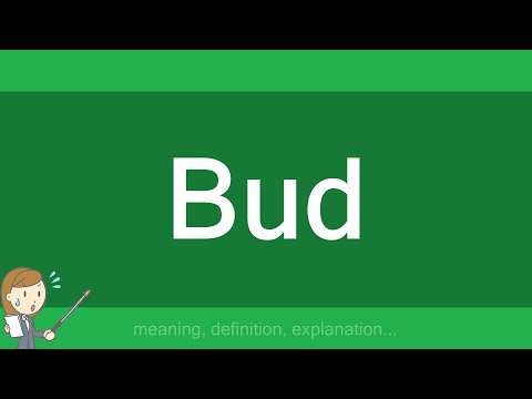 Bud