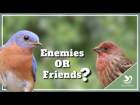 Are House Finches a Threat to Bluebirds? Curious Connection Explored