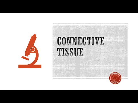 Connective Tissue