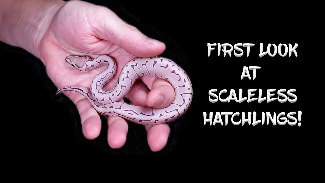 First Look at Newly Hatched Scaleless Ball Python Hatchlings!