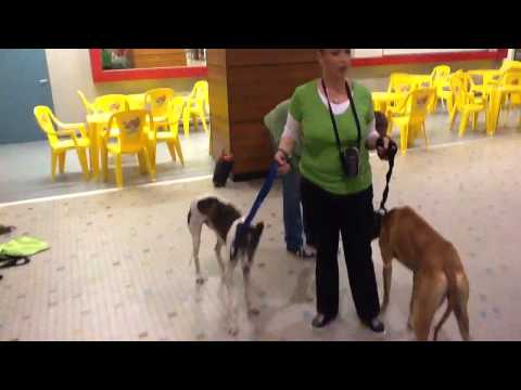 Galgo Aid.eu @oostende Luchthaven