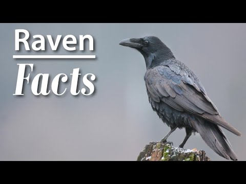 The Raven: A Powerful Messenger in Native American Folklore