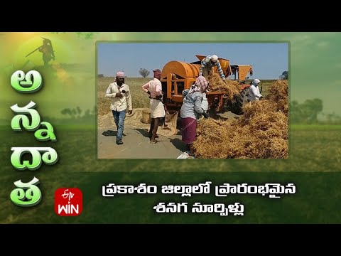 Harvest of Bengal gram started in Prakasam dt-Farmers hope for better prices | ETV