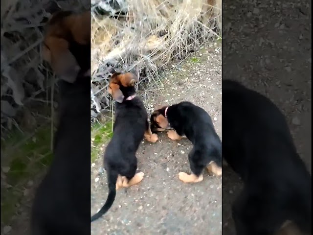 Last chance delivery today $650,00 | Dogs & Puppies for Rehoming ...