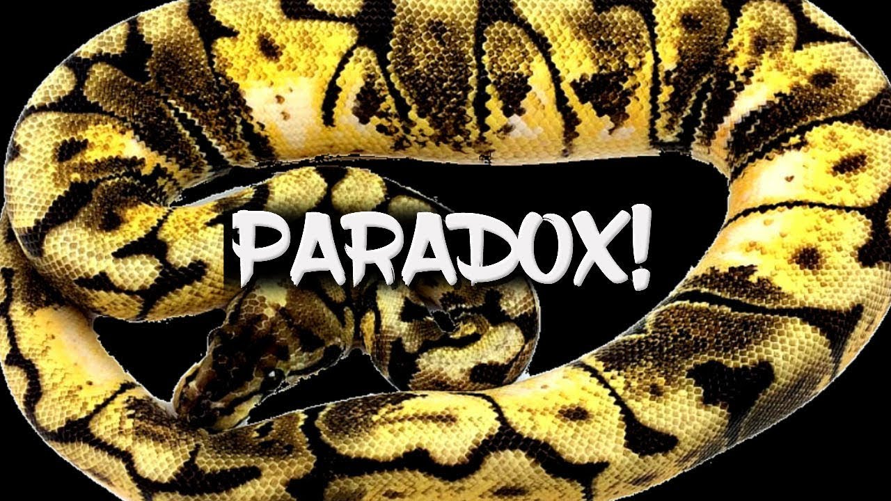 The elusive 'Paradox' ball python!