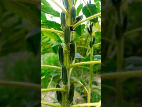 White Sesame | White till ka Poda