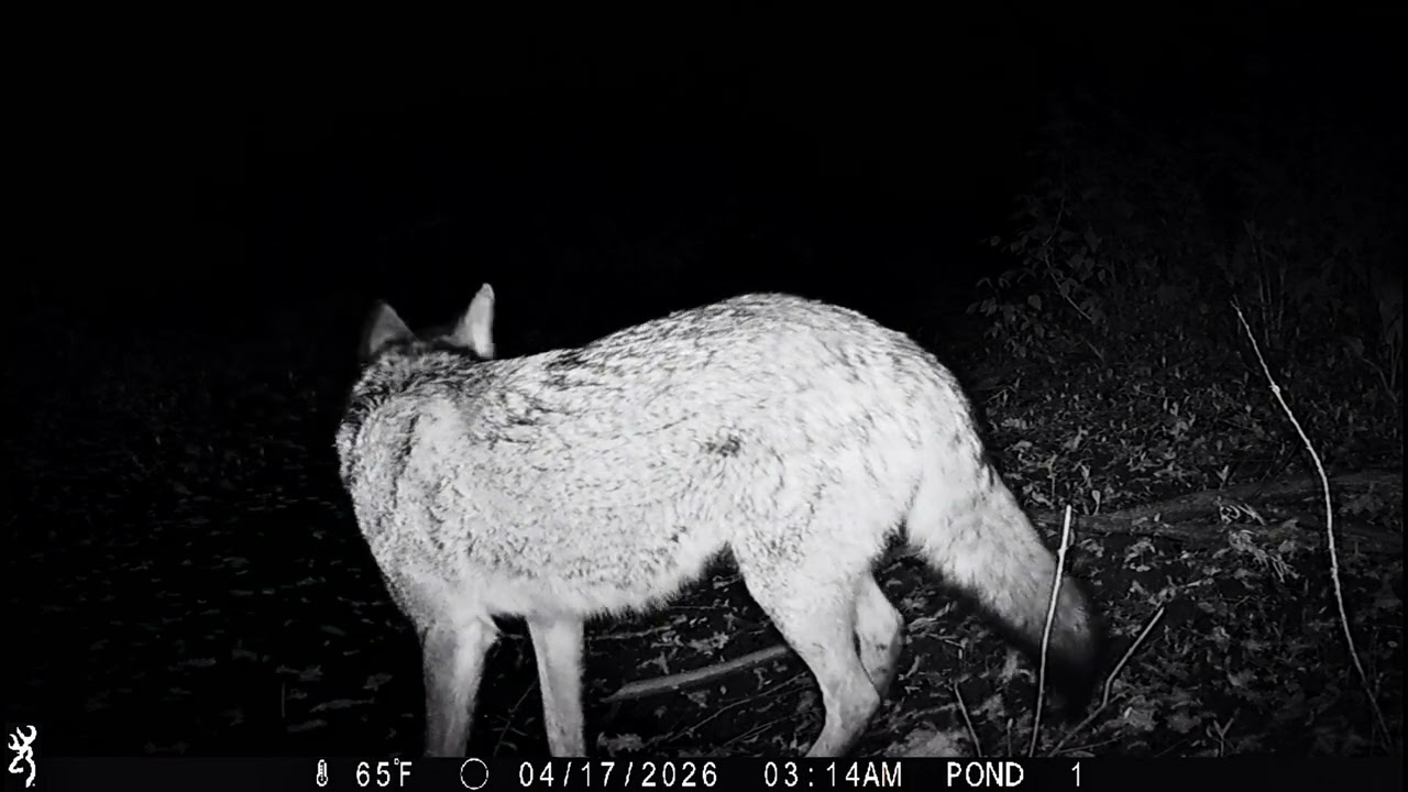 Can Ranger Jonah outjump a bobcat?