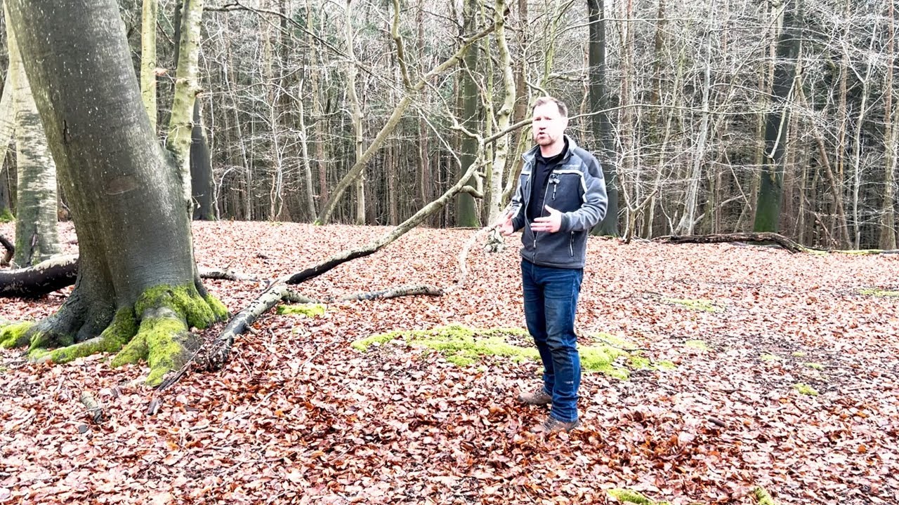 Interesting Facts about Beech Trees