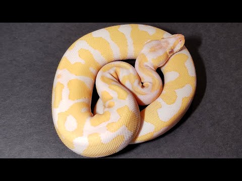 Ball Python Setup | What You Need to Buy!