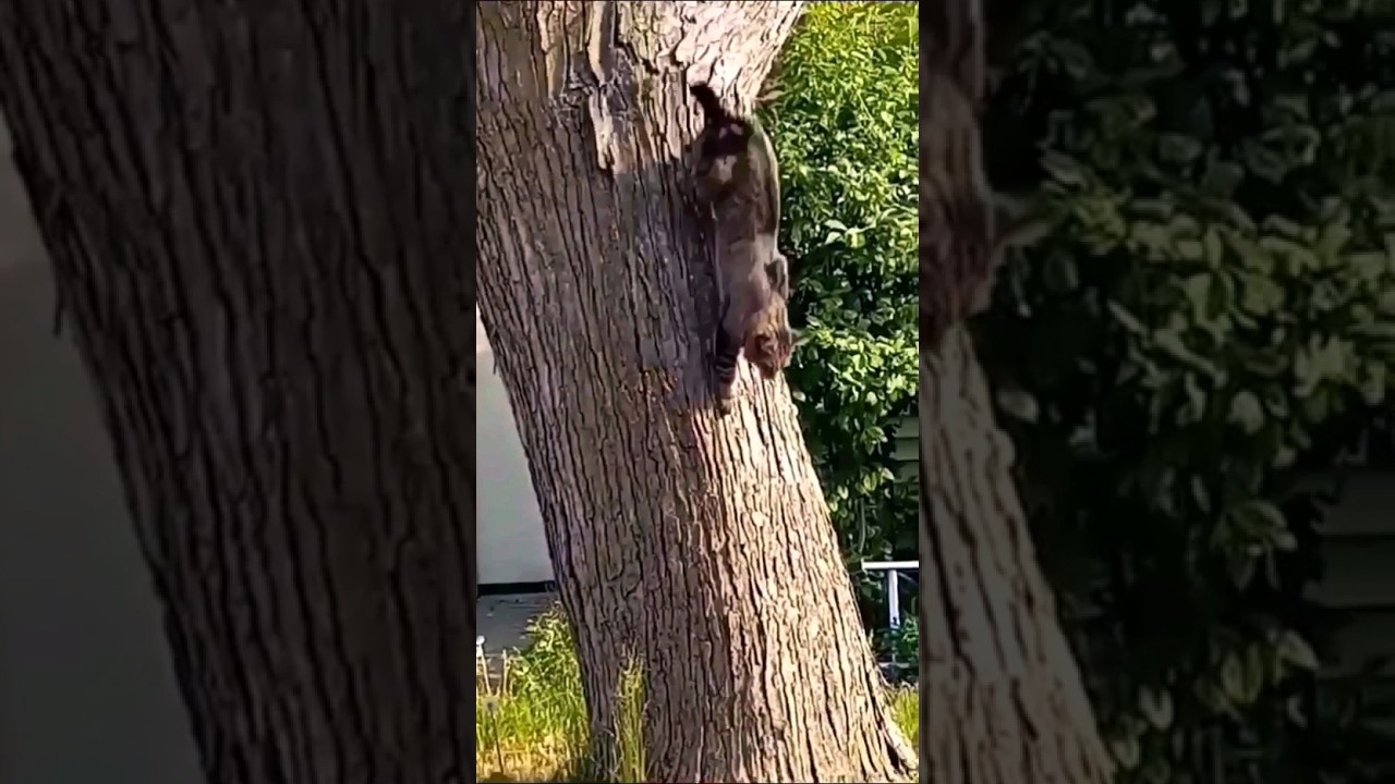 Cat - expert tree climber...climbs down big tree! 😊💜 (Mr. Kitty) #cat #adventure #catlover