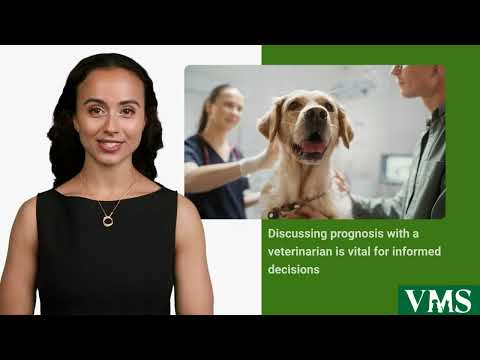 Brain Tumors in Pets