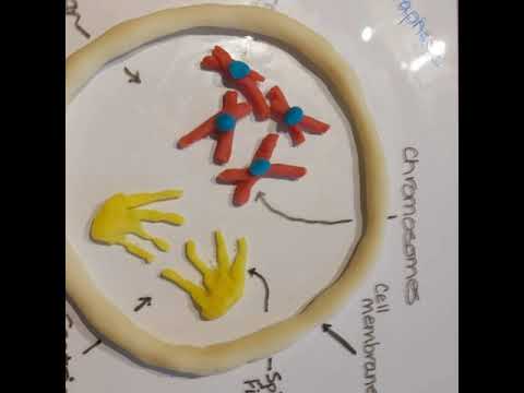 Mitosis Project