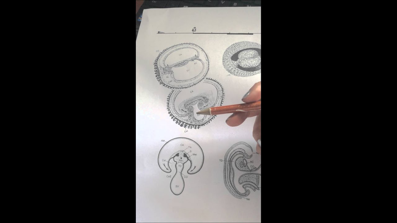 embrio practica 4 lamina 7.4
