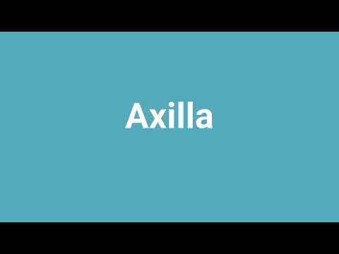 'Axilla' Meaning and Pronunciation
