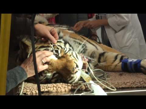 Cross-eyed tiger prepares for CAT scan ahead of surgery