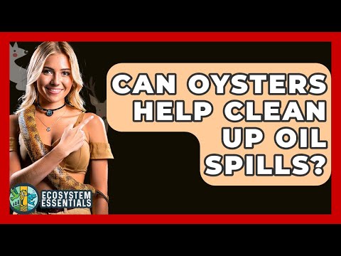 Can Oysters Help Clean Up Oil Spills? - Ecosystem Essentials