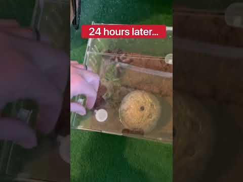 Is My Pet Tarantula Dead?!๐ฑ๐ท๏ธ#shorts #spider